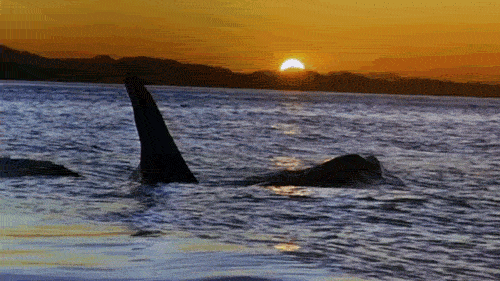 Death at SeaWorld: Shamu and the Dark Side of Killer Whales in ...